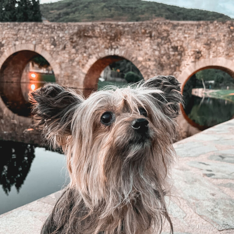 Mi perro está frustrado: el uso del NO en Educación Canina - Ulises y Argos