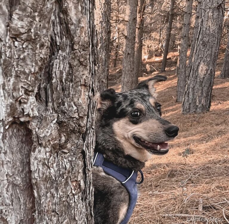 Mi perro está frustrado: el uso del NO en Educación Canina - Ulises y Argos